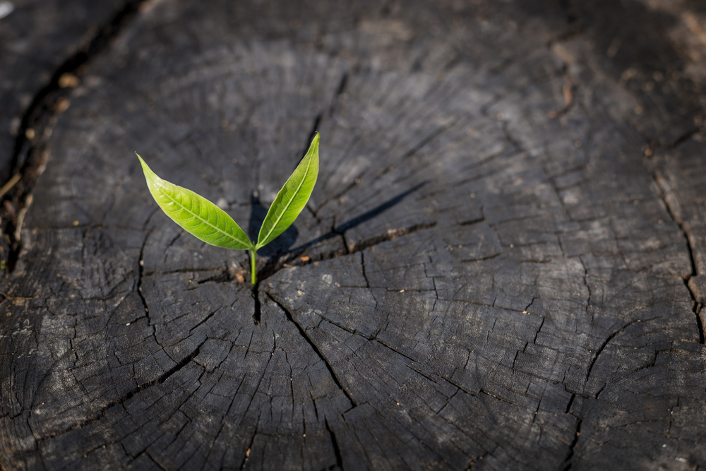 Beckett: Lenten Sermon – Jesse’s Tree – The Lutheran Column
